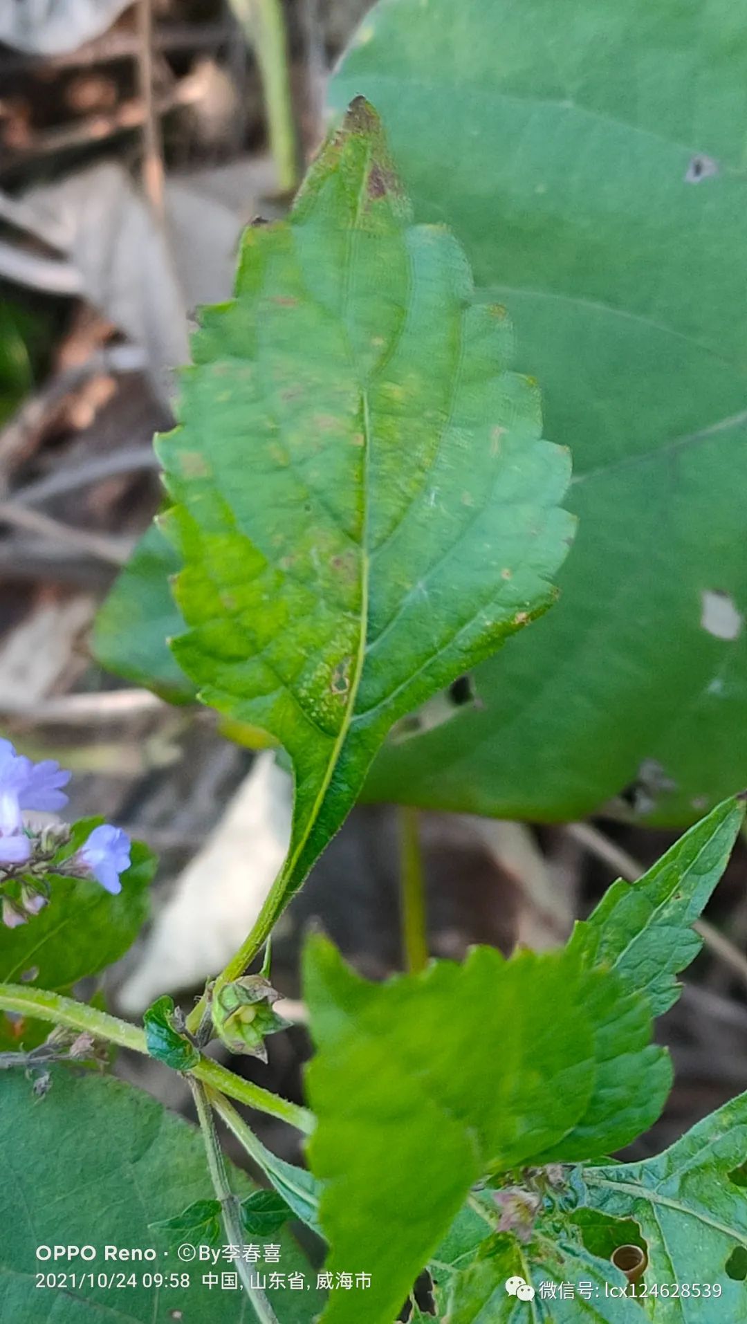 物语之内折香茶菜（Isodon inflexus）- · 科普中国网